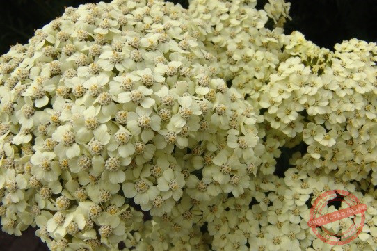 Achillea Rainbow® Crême de la Crême | Verschoor Horticulture