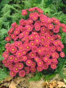 Aster dumosus Starlight | Verschoor Horticulture