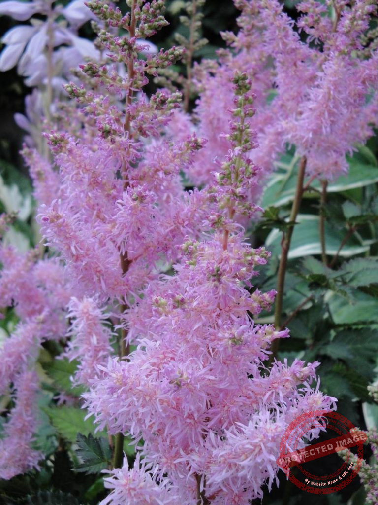 Astilbe Ice Cream® | Verschoor Horticulture