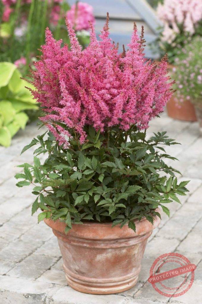 Astilbe Younique Pink® PBR | Verschoor Horticulture