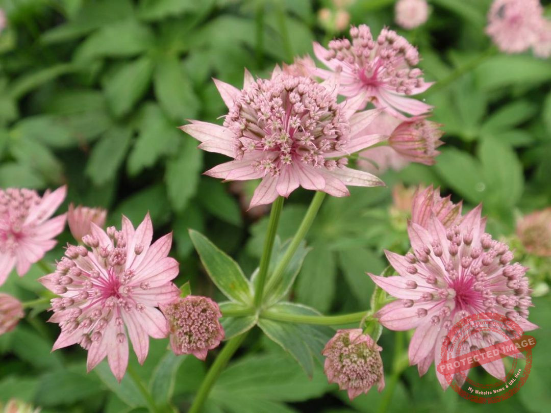 Astrantia major Pink Pride | Verschoor Horticulture