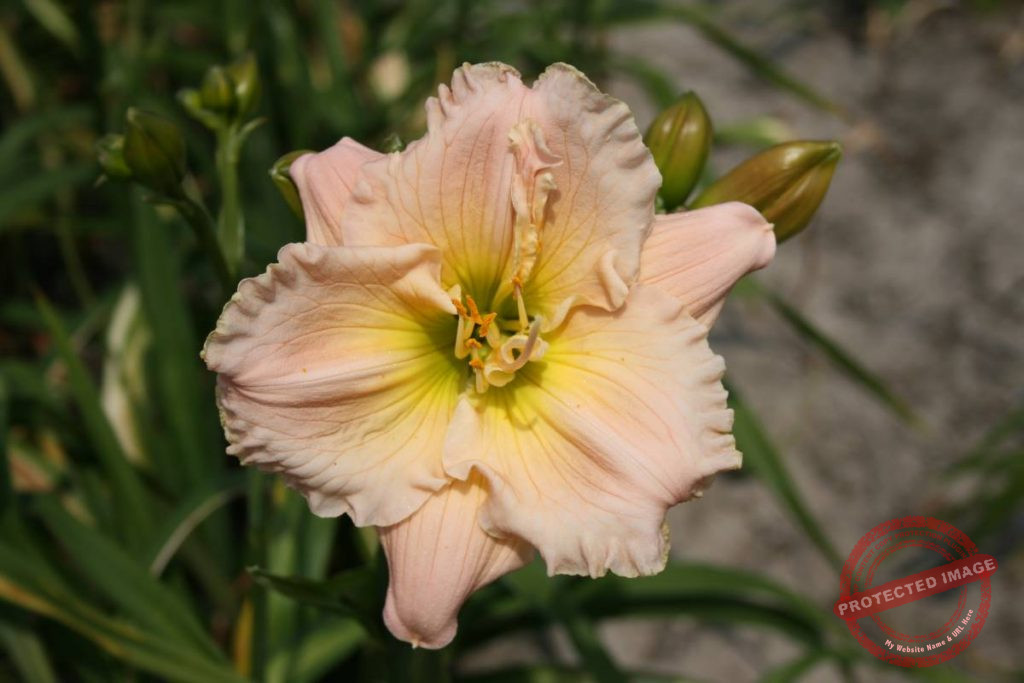 Hemerocallis Barbara Mitchell | Verschoor Horticulture