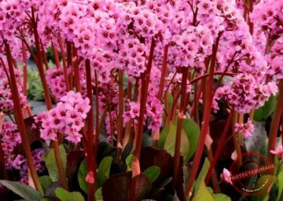 Bergenia Dragonfly® Series | Verschoor Horticulture