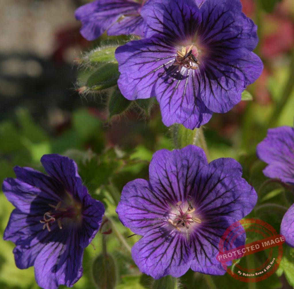 Geranium Blue Blood | Verschoor Horticulture