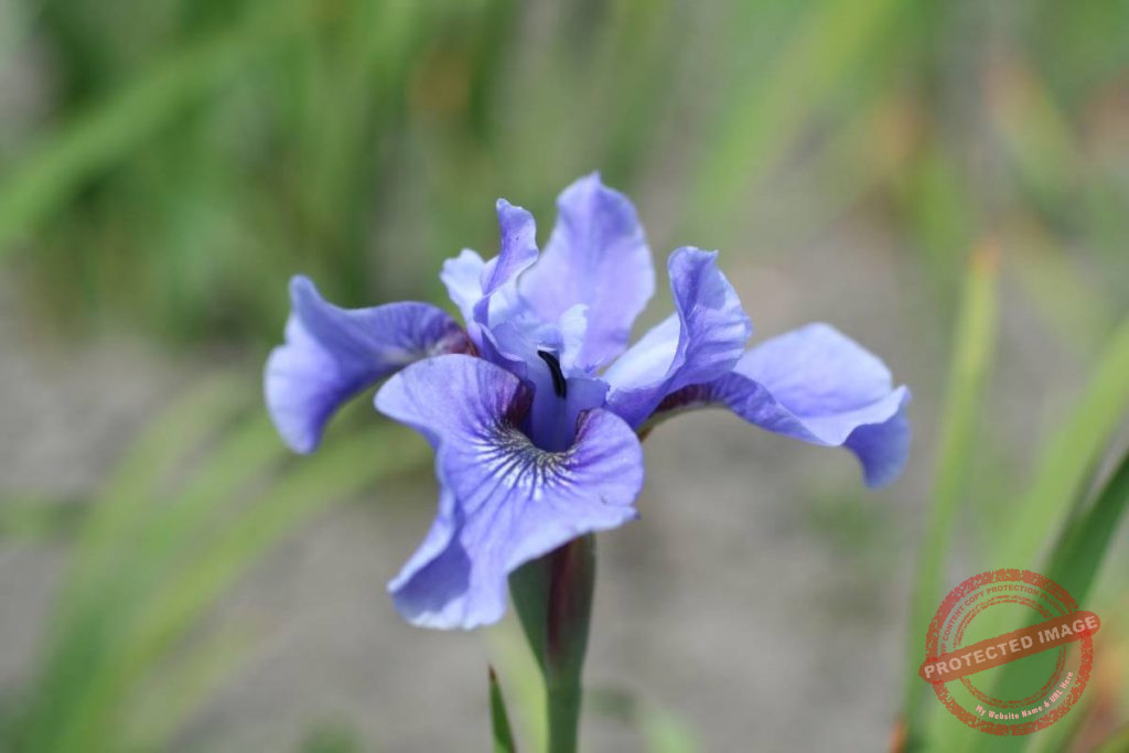 Iris sibirica Blue Moon | Verschoor Horticulture