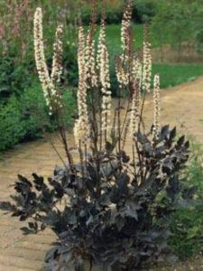 Actea ramosa Brunette | Verschoor Horticulture