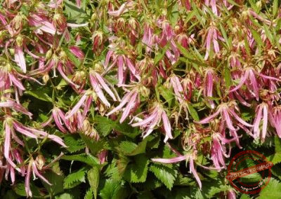 Campanula Punctata ‘Pink Octopus’® | Verschoor Horticulture