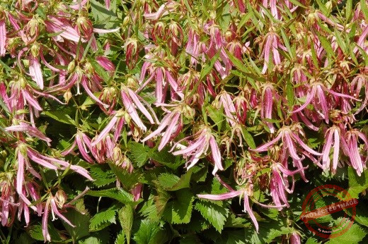 Campanula Punctata ‘Pink Octopus’® | Verschoor Horticulture