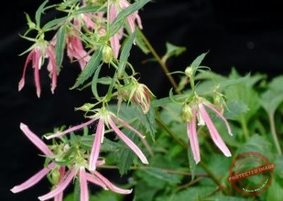 Campanula Punctata ‘Pink Octopus’® | Verschoor Horticulture