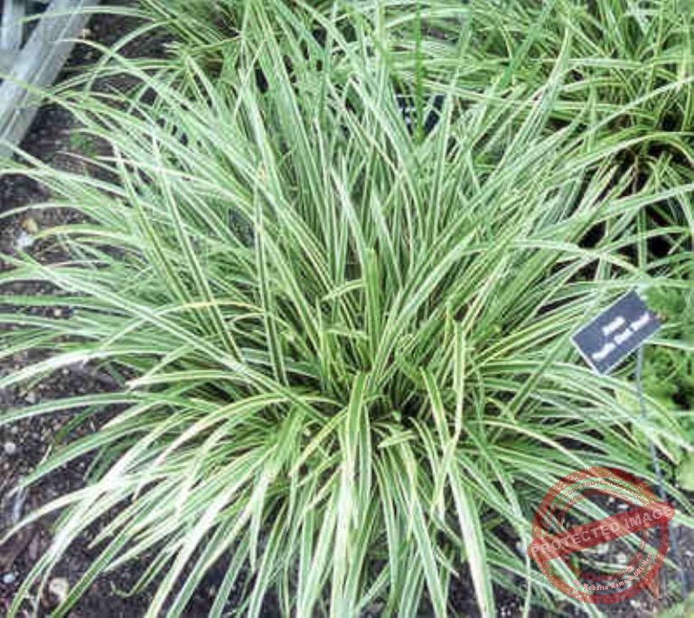 Carex morrowii Ice Dance | Verschoor Horticulture