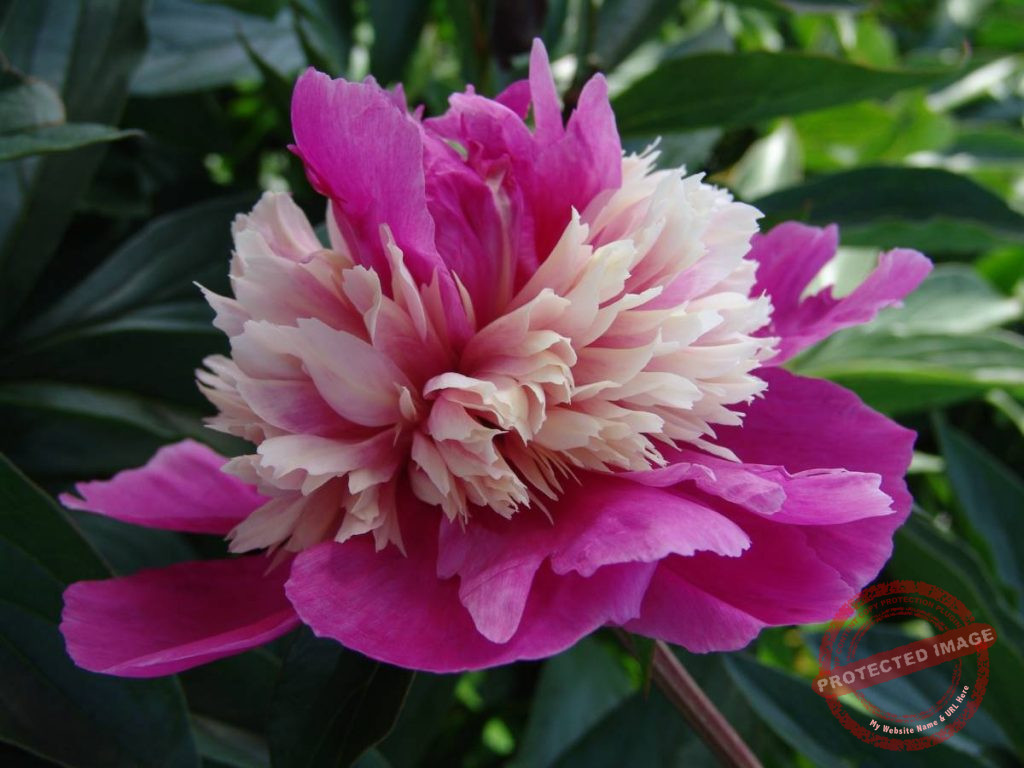 Paeonia Celebrity | Verschoor Horticulture