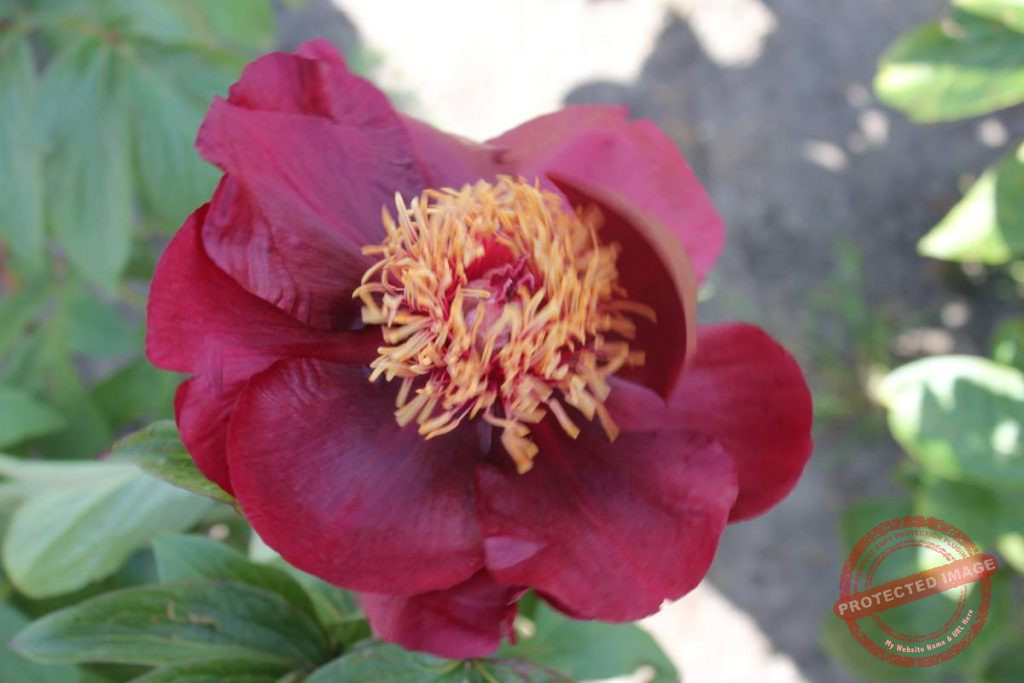 Paeonia Chocolate Soldier | Verschoor Horticulture