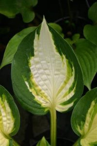 Hosta Color Festival | Verschoor Horticulture