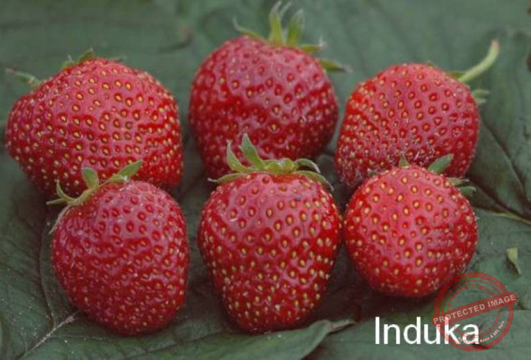Fragaria Induka | Verschoor Horticulture