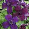 Clematis | Verschoor Horticulture