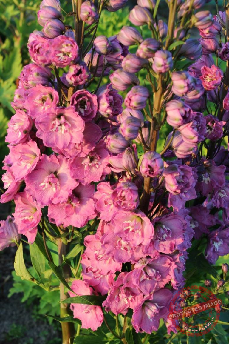 Delphinium Delphi’s Pink Power® PBR | Verschoor Horticulture