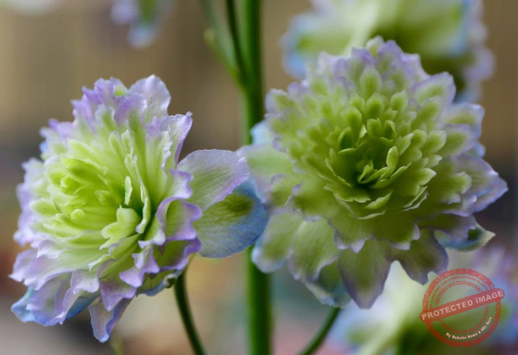 Delphinium Highlander Moonlight® | Verschoor Horticulture