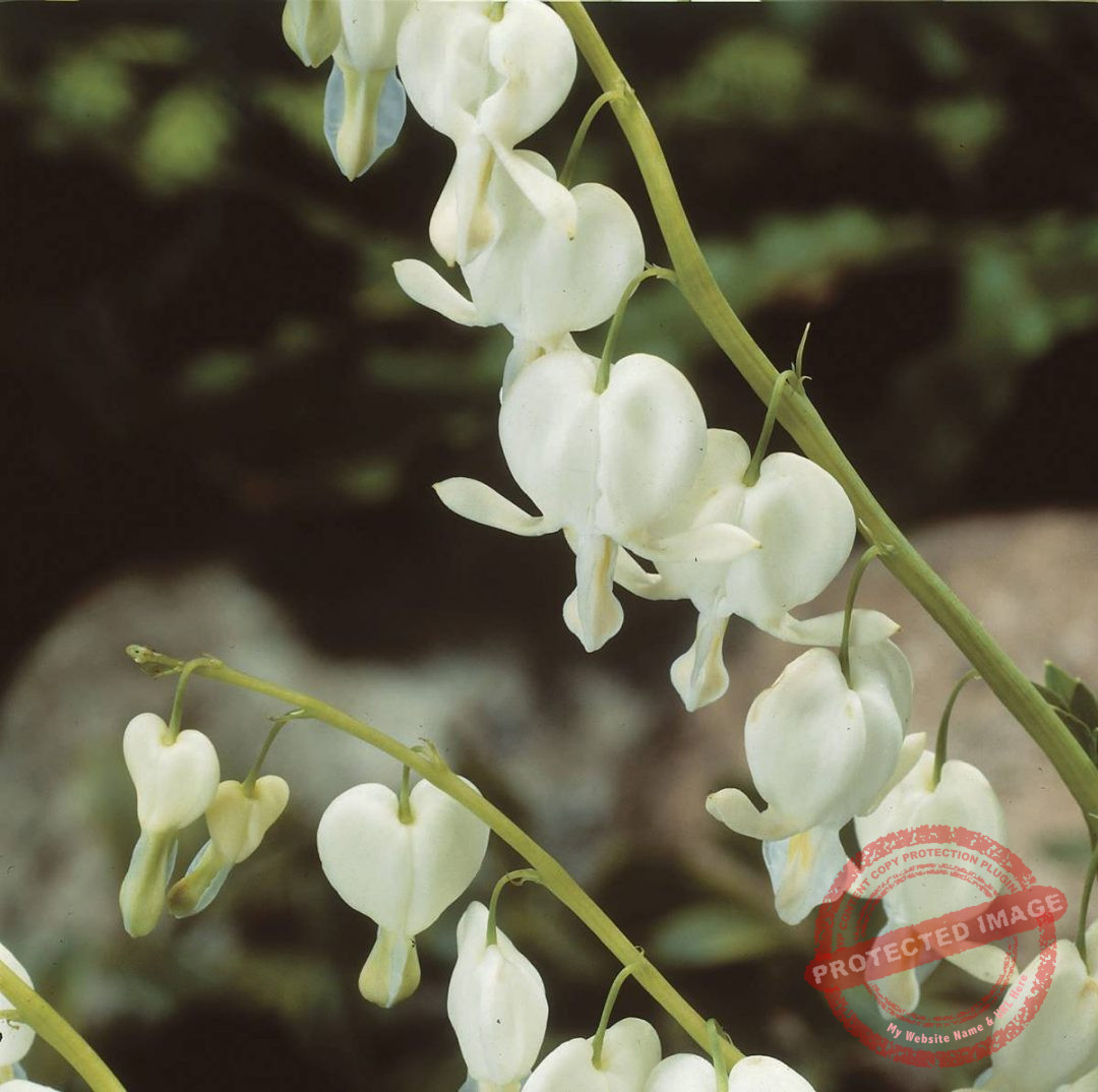 Dicentra spectabilis Alba | Verschoor Horticulture