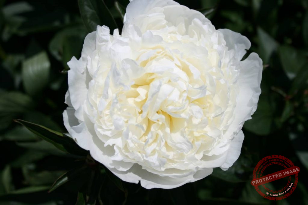Paeonia Duchesse de Nemours | Verschoor Horticulture