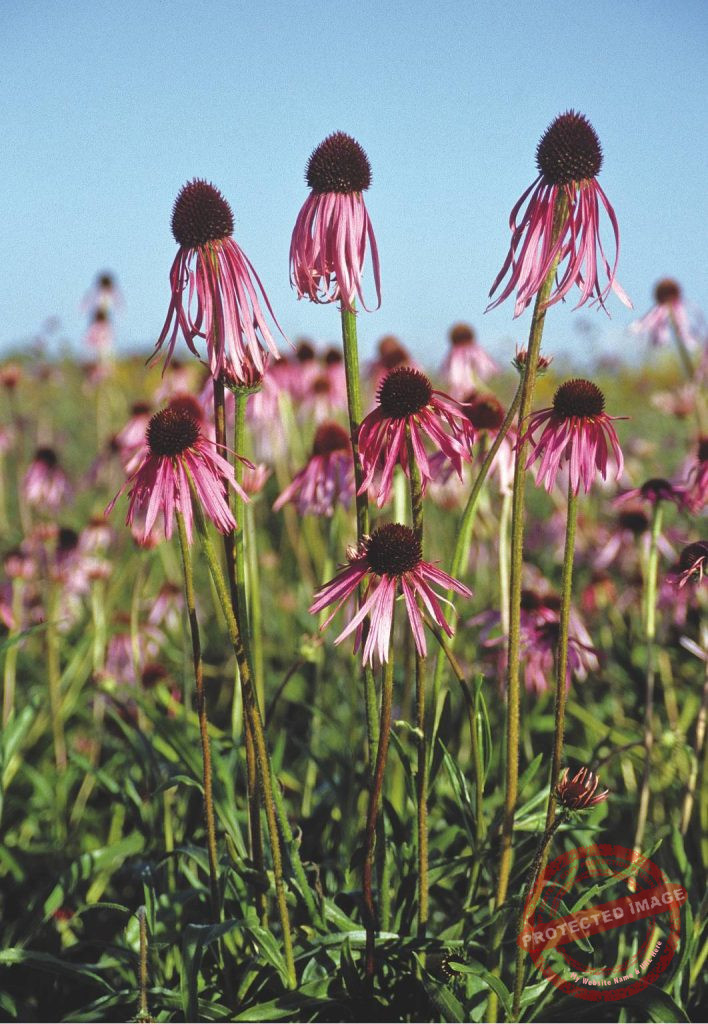 Echinacea pallida | Verschoor Horticulture