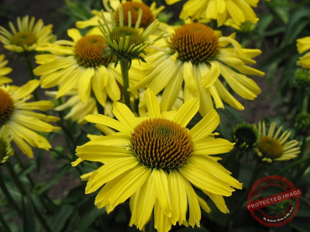 Echinacea Cleopatra® | Verschoor Horticulture