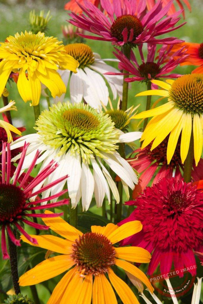 Echinacea Color Showtime | Verschoor Horticulture