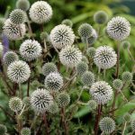 Echinops Arctic Glow | Verschoor Horticulture
