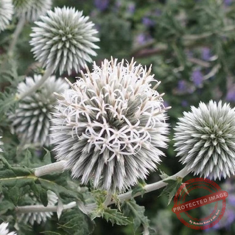 Echinops Star Frost | Verschoor Horticulture