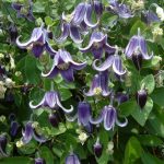 Clematis | Verschoor Horticulture
