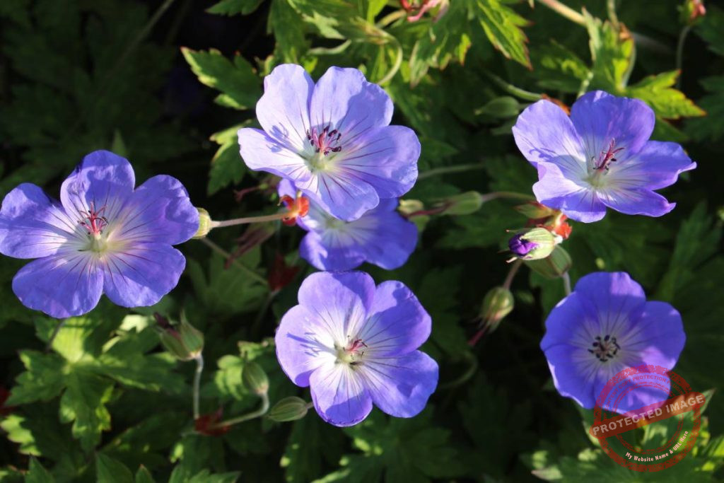 Geranium Azure Rush® | Verschoor Horticulture