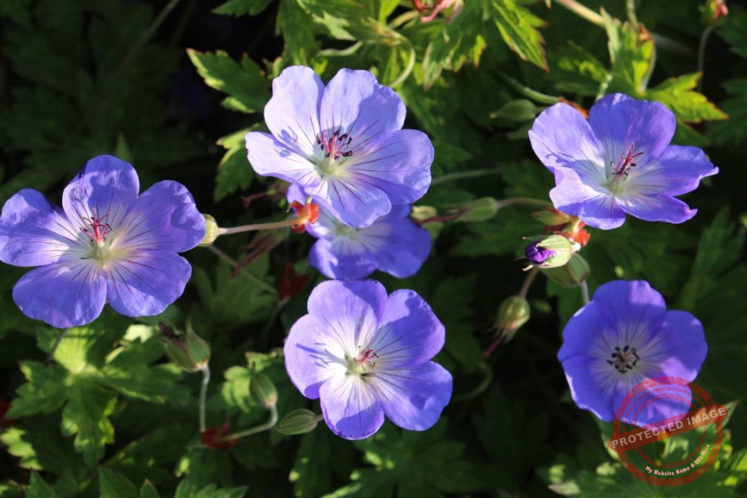 Geranium Azure Rush® | Verschoor Horticulture