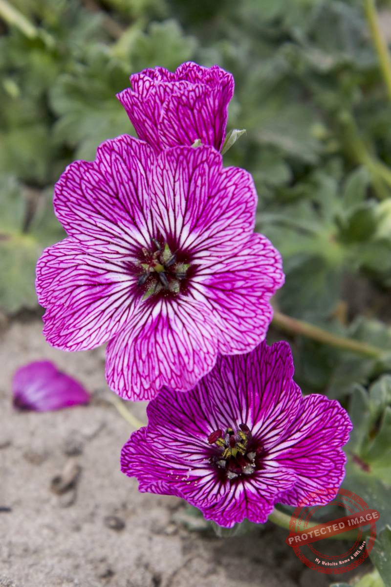 Geranium cinereum Jolly Jewel Lilac® | Verschoor Horticulture