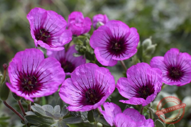 Geranium cinereum Jolly Jewel Night® | Verschoor Horticulture
