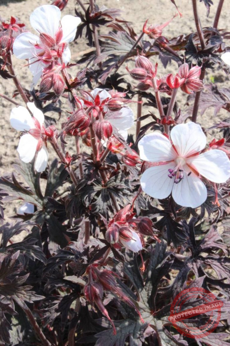 Geranium pratense Midnight Ghost® | Verschoor Horticulture