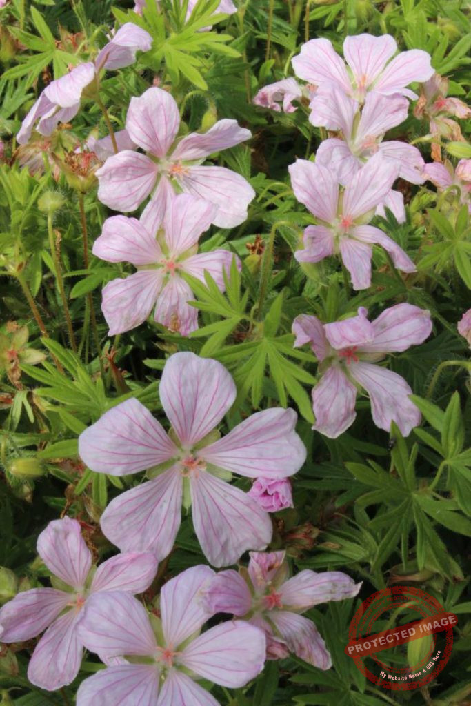 Geranium sanguineum Pink Pouffe® PBR | Verschoor Horticulture