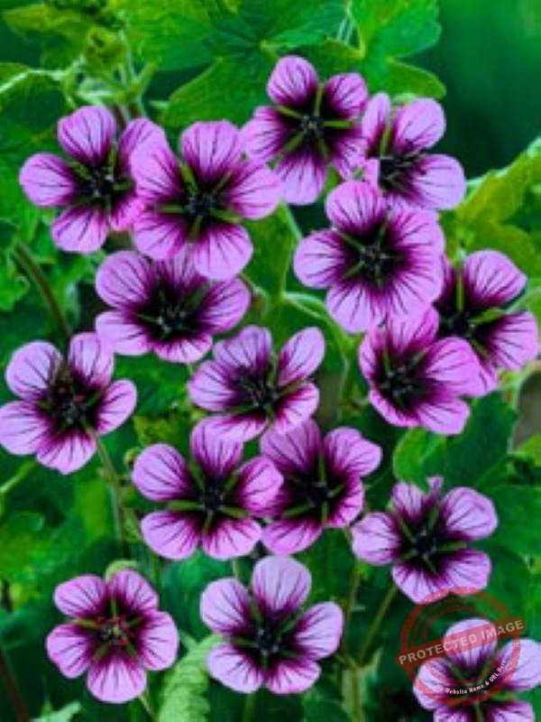 Geranium Salome | Verschoor Horticulture