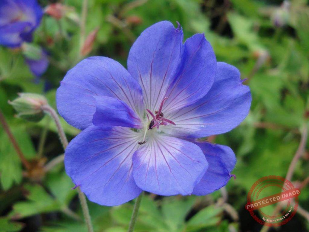 Geranium Happy Buxton® | Verschoor Horticulture