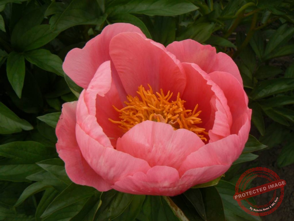Paeonia Golden Glow | Verschoor Horticulture