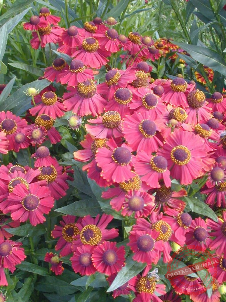 Helenium Red Jewel | Verschoor Horticulture