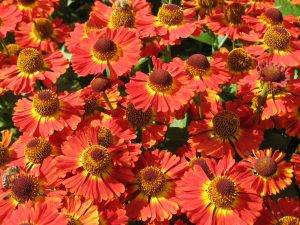 Helenium Salsa® | Verschoor Horticulture