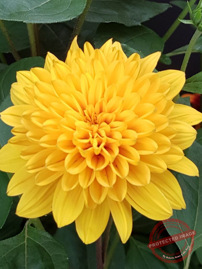 Helianthus Sunshine Daydream | Verschoor Horticulture