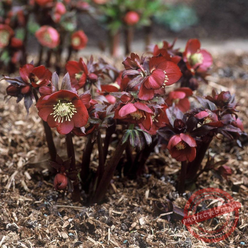 Helleborus Red Hybrids | Verschoor Horticulture