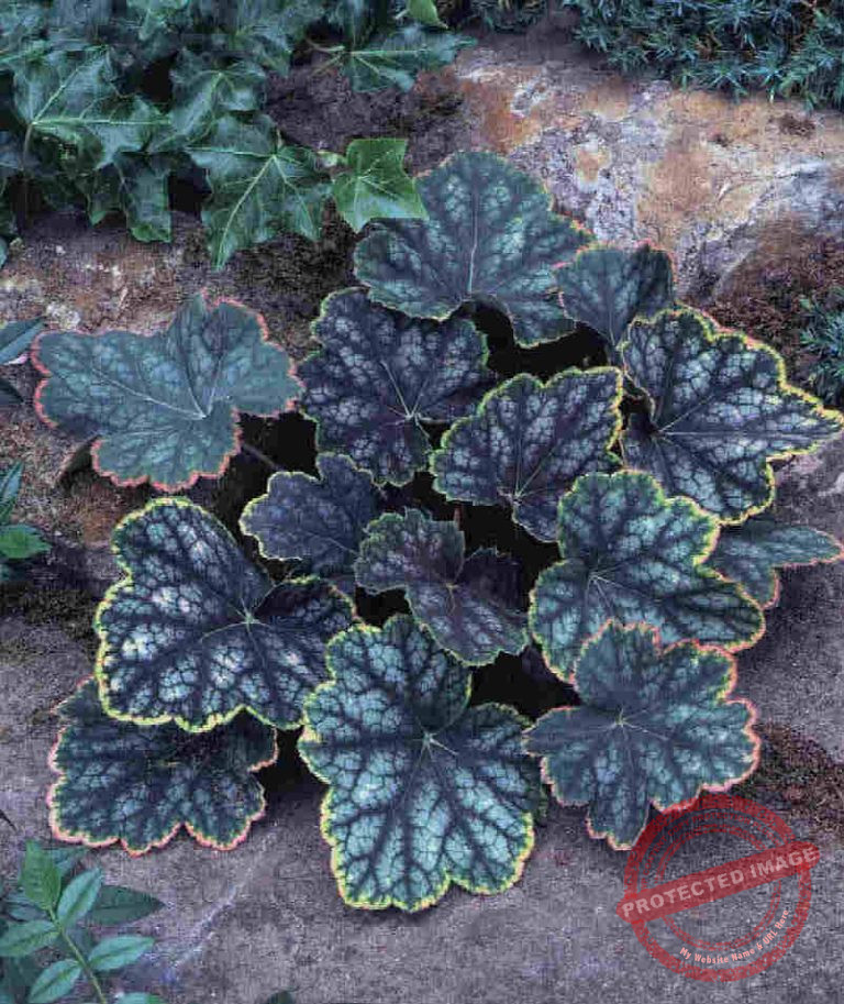 Heuchera Beauty Color | Verschoor Horticulture