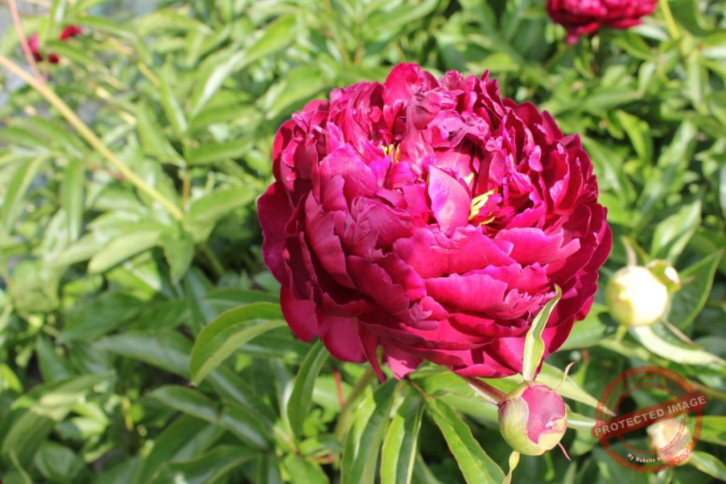 Paeonia Highlight | Verschoor Horticulture