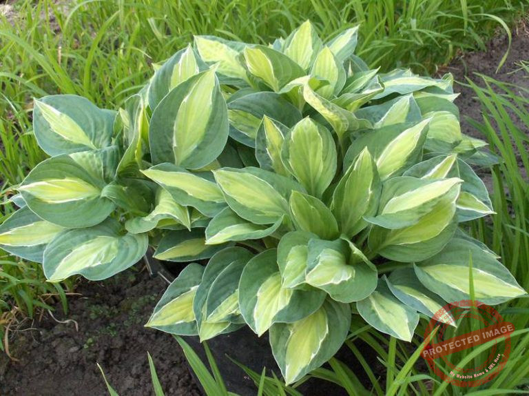 Hosta Gypsy Rose | Verschoor Horticulture