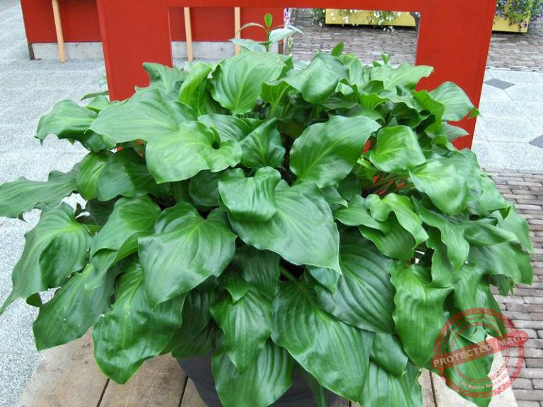 Hosta Red Stepper | Verschoor Horticulture