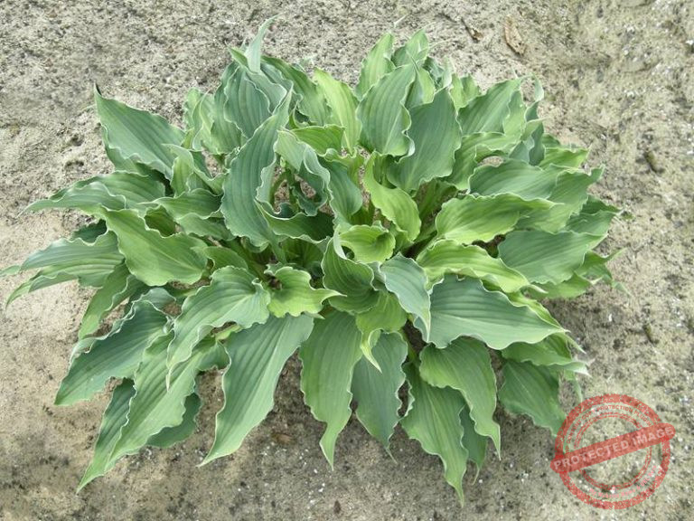 Hosta Restless Sea | Verschoor Horticulture