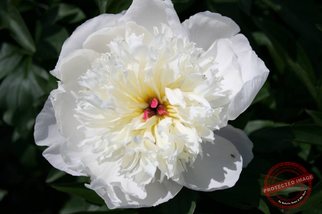 Paeonia Immaculée | Verschoor Horticulture