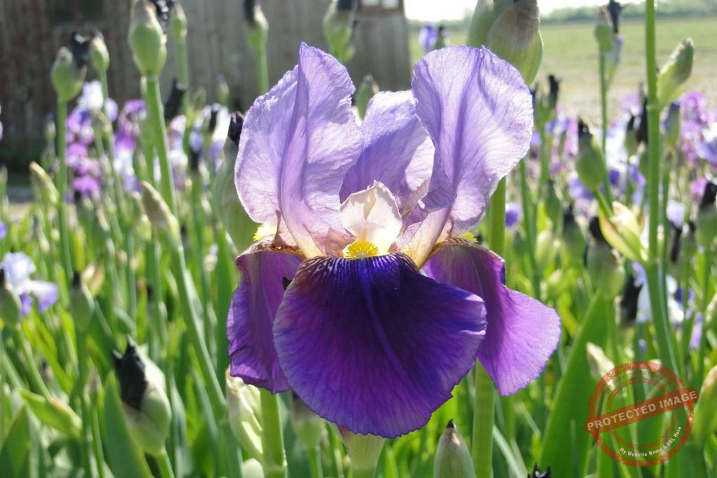 Iris Germanica Alcazar | Verschoor Horticulture