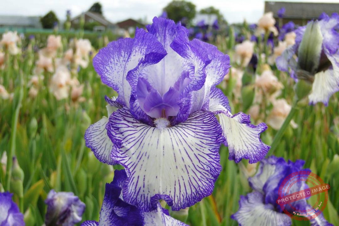 Iris Germanica Autumn Circus | Verschoor Horticulture
